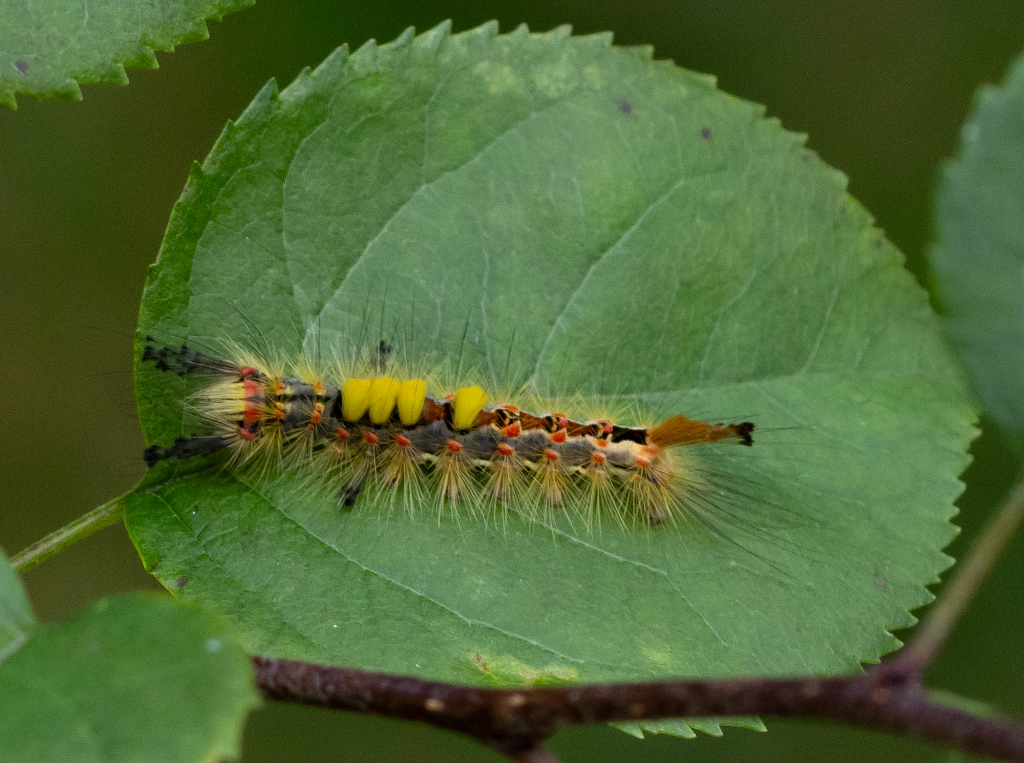 Magnificent beastie | petesbogblog